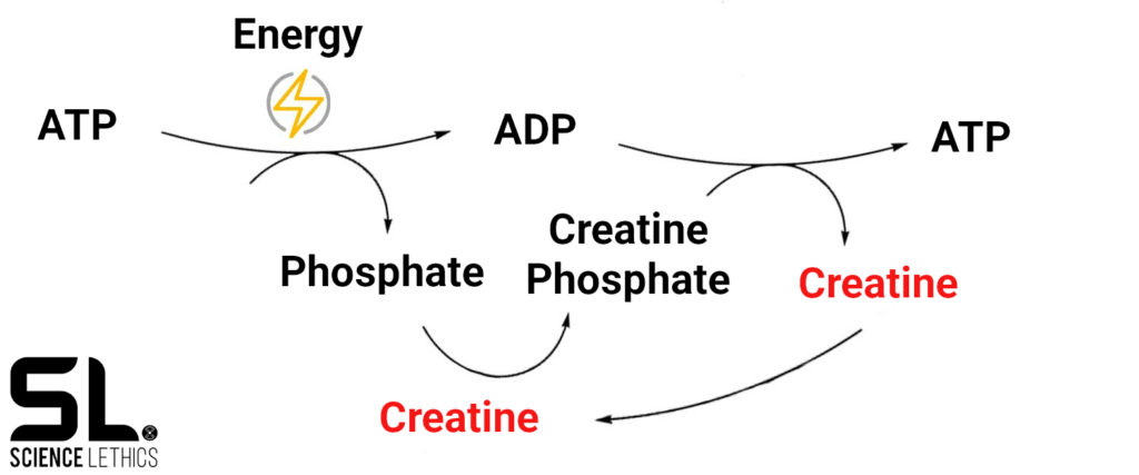All there is to know about CREATINE – Application, mechanism of action ...