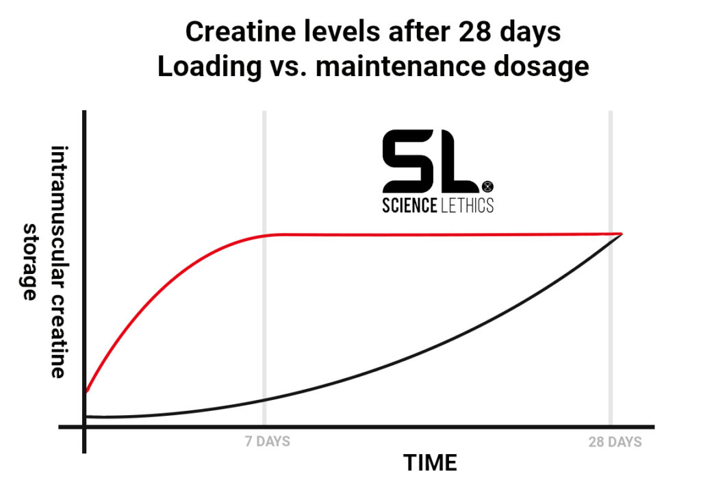 All there is to know about CREATINE – Application, mechanism of action ...