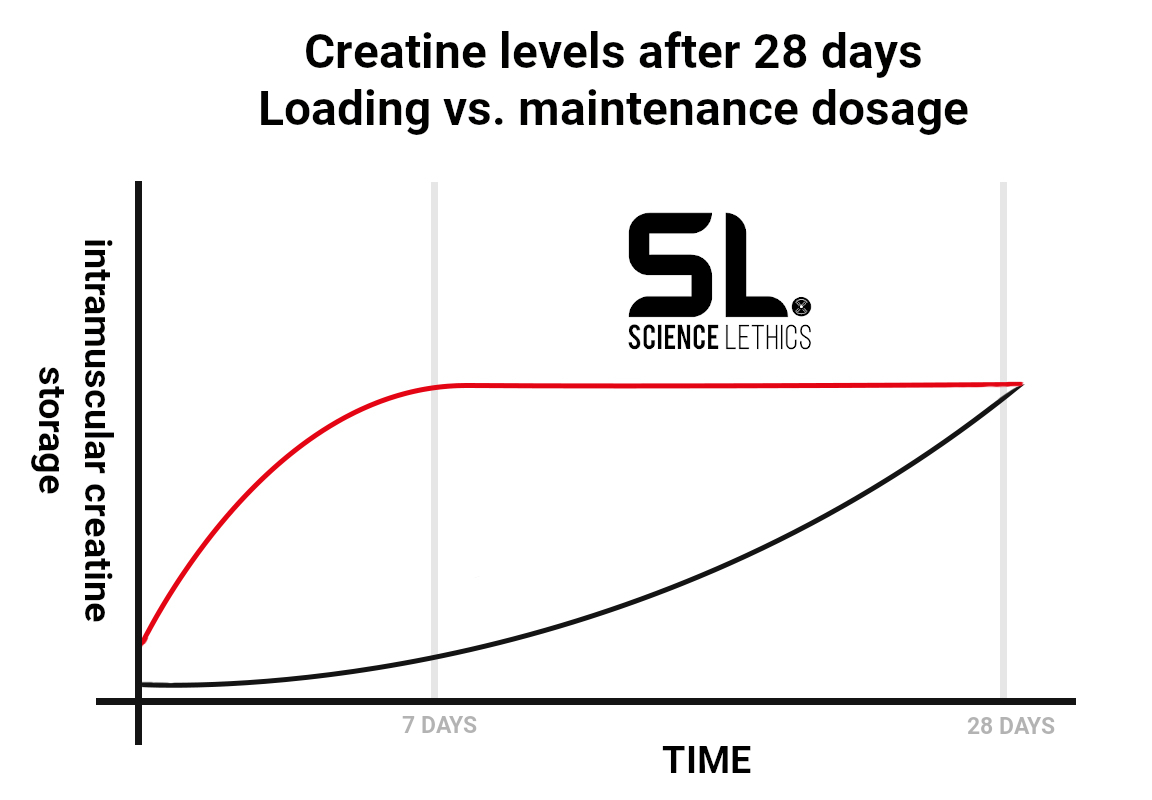 All there is to know about CREATINE – Application, mechanism of action ...