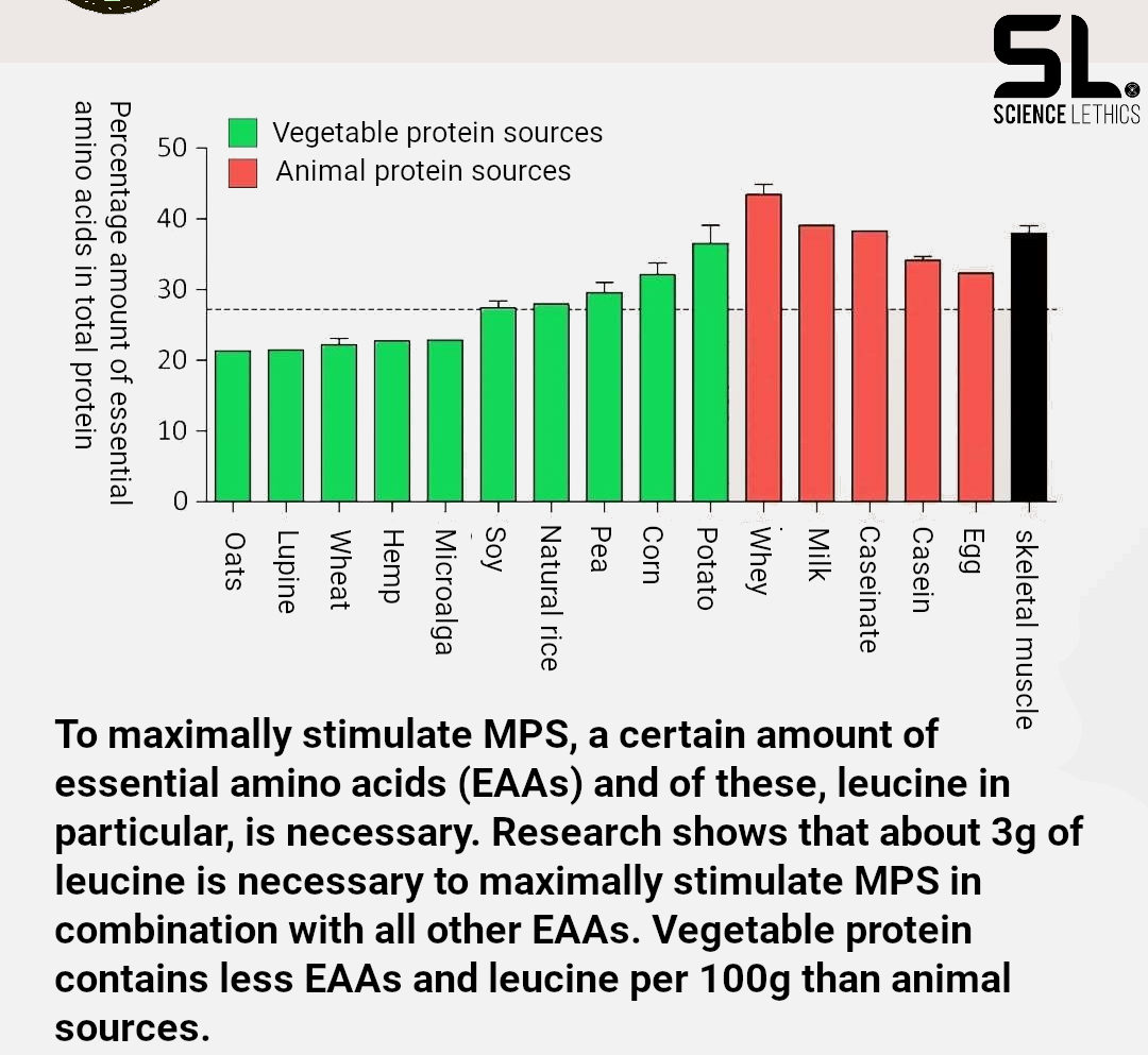 Maximized muscle hypertrophy – animal and vegetable protein sources in ...